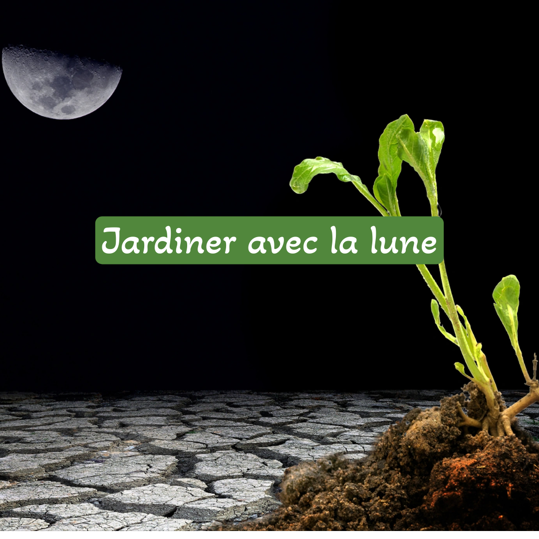 Jardiner avec la lune